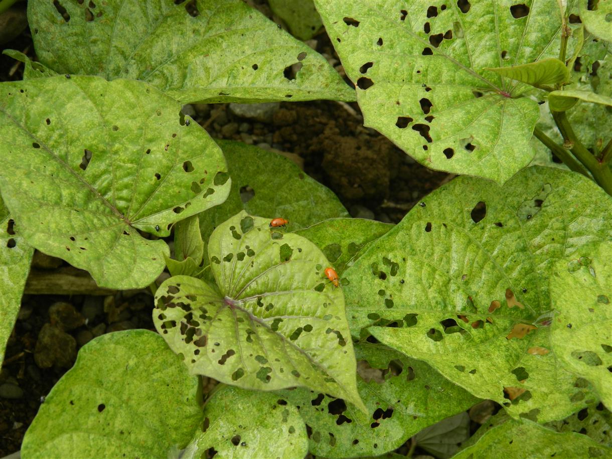 Why We Need Biosecurity - Biosecurity Solomon Islands