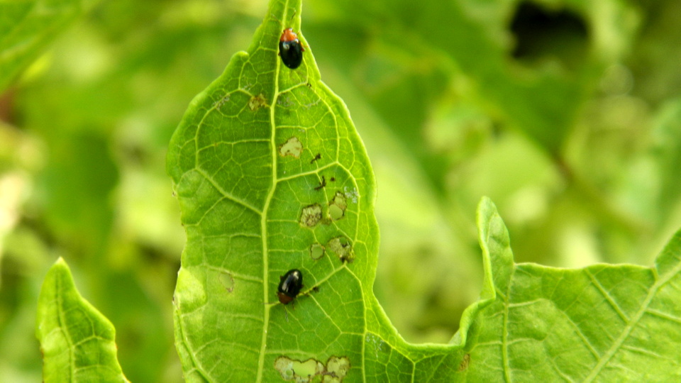 Biosecurity Solomon Islands > Travellers